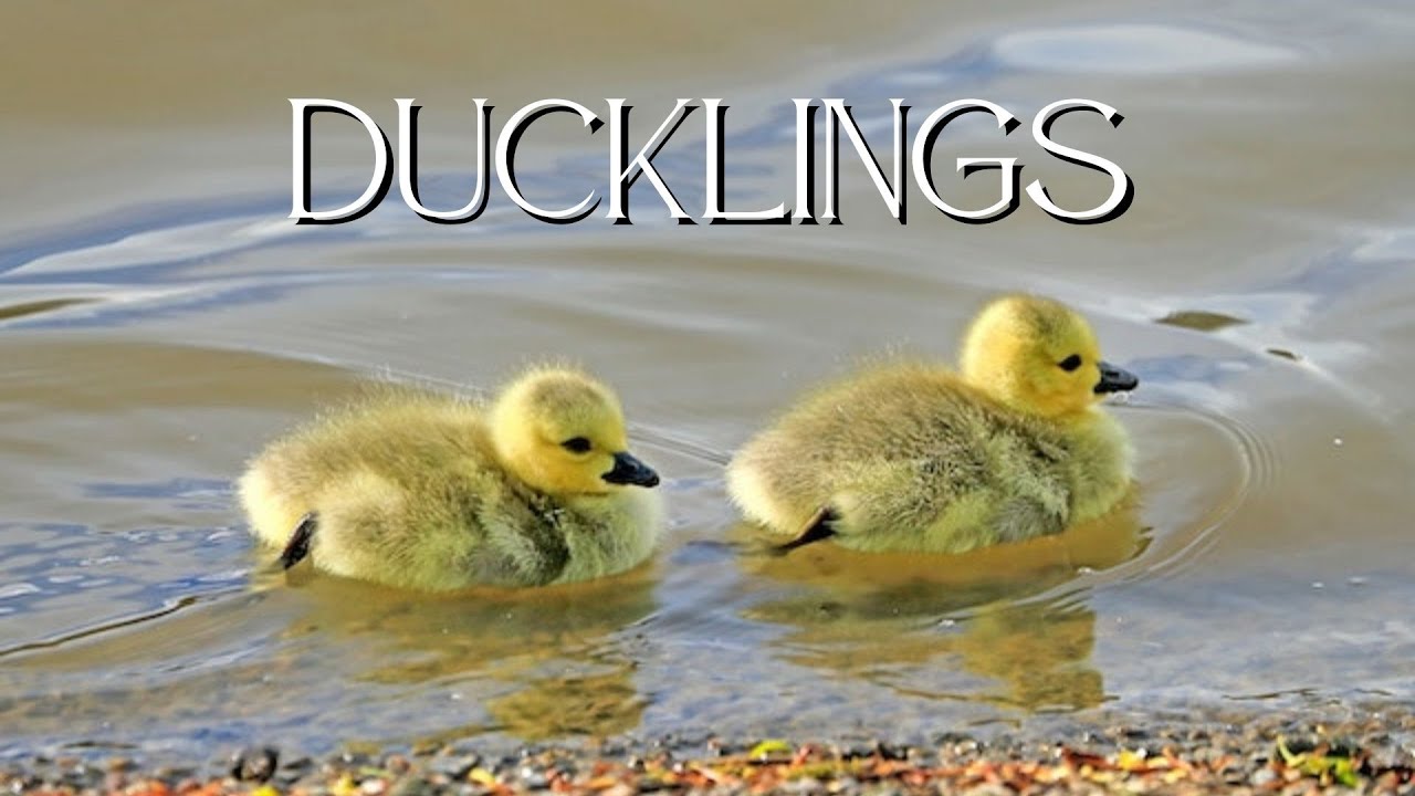 Ducklings and Their Sounds, Baby Ducks, Cute Ducklings - YouTube
