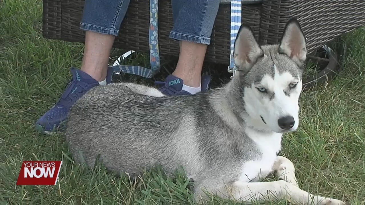 Adoptable Dog with Deb's Dogs - YouTube