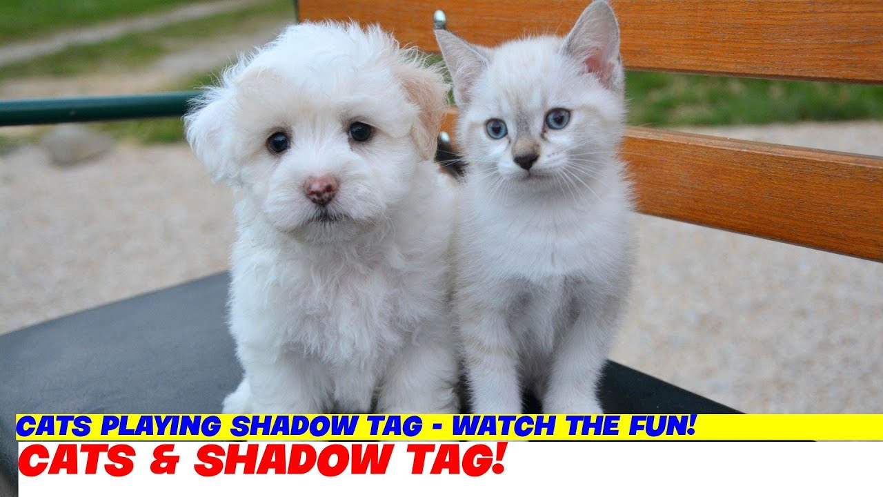 Cats Playing Shadow Tag - Watch the Fun! - YouTube