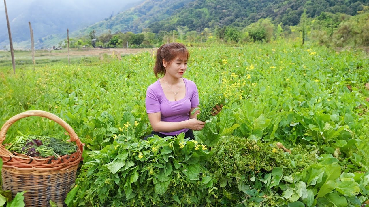 Harvesting Mustard Greens Goes To Market Sell - Cooking | Nhat My ...