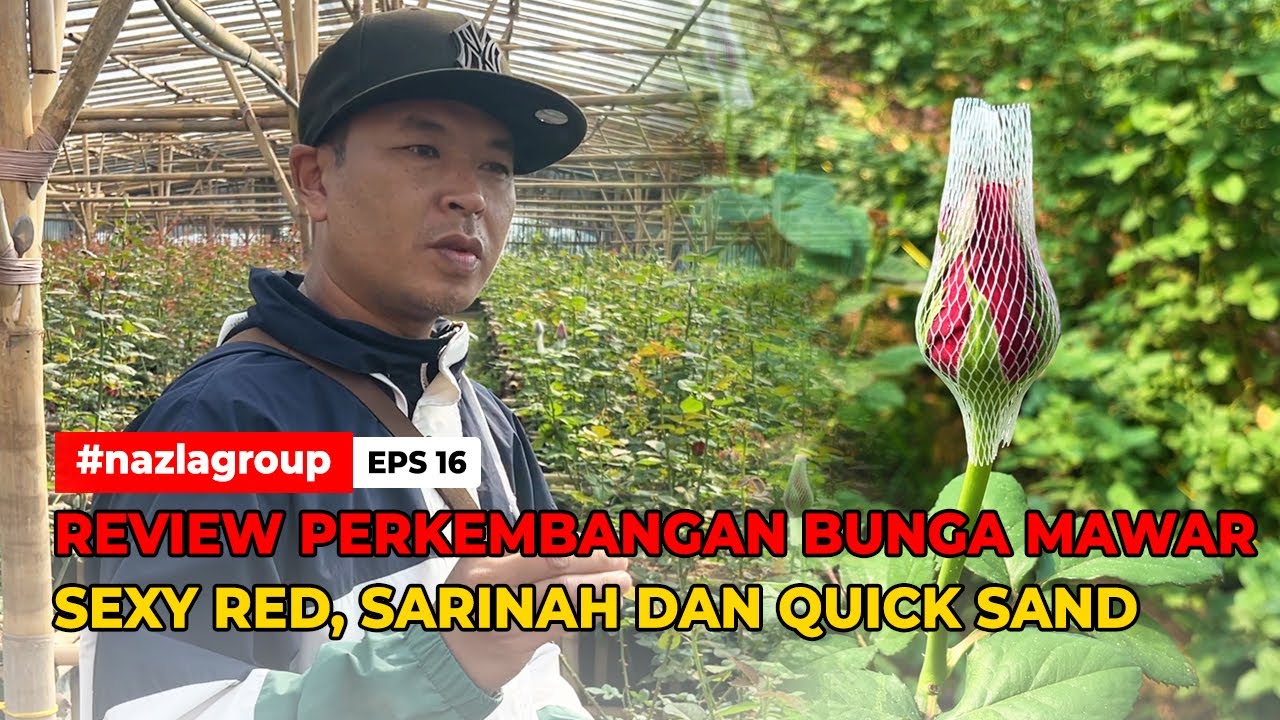 REVIEW PERKEMBANGAN BUNGA MAWAR SEXY RED, SARINAH & QUICK SAND | NAZLA GROUP INDONESIA - YouTube