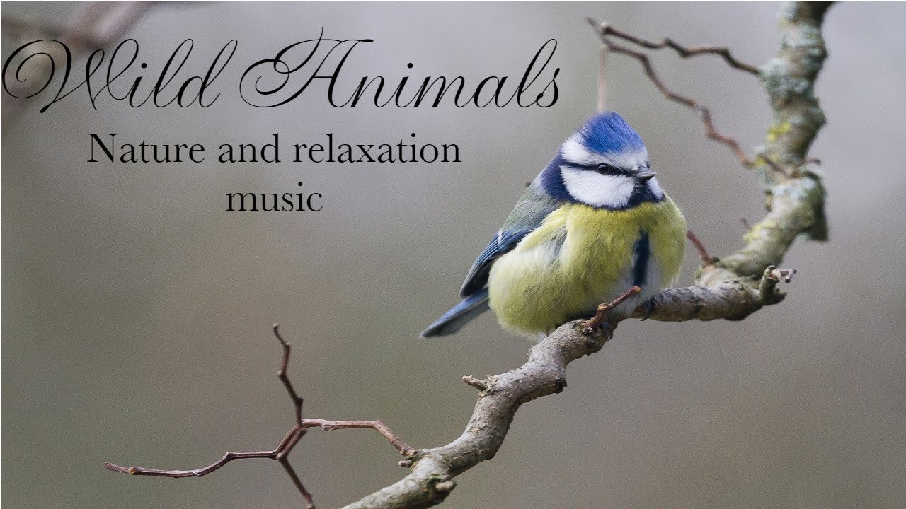 Wild animals. Relaxation music and beautiful nature videos. - YouTube