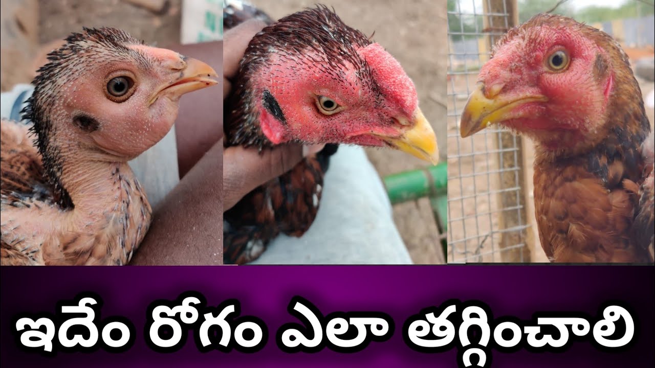 coryza chicken treatment||how to recover coryza in disease||కోళ్ల కి తల ...