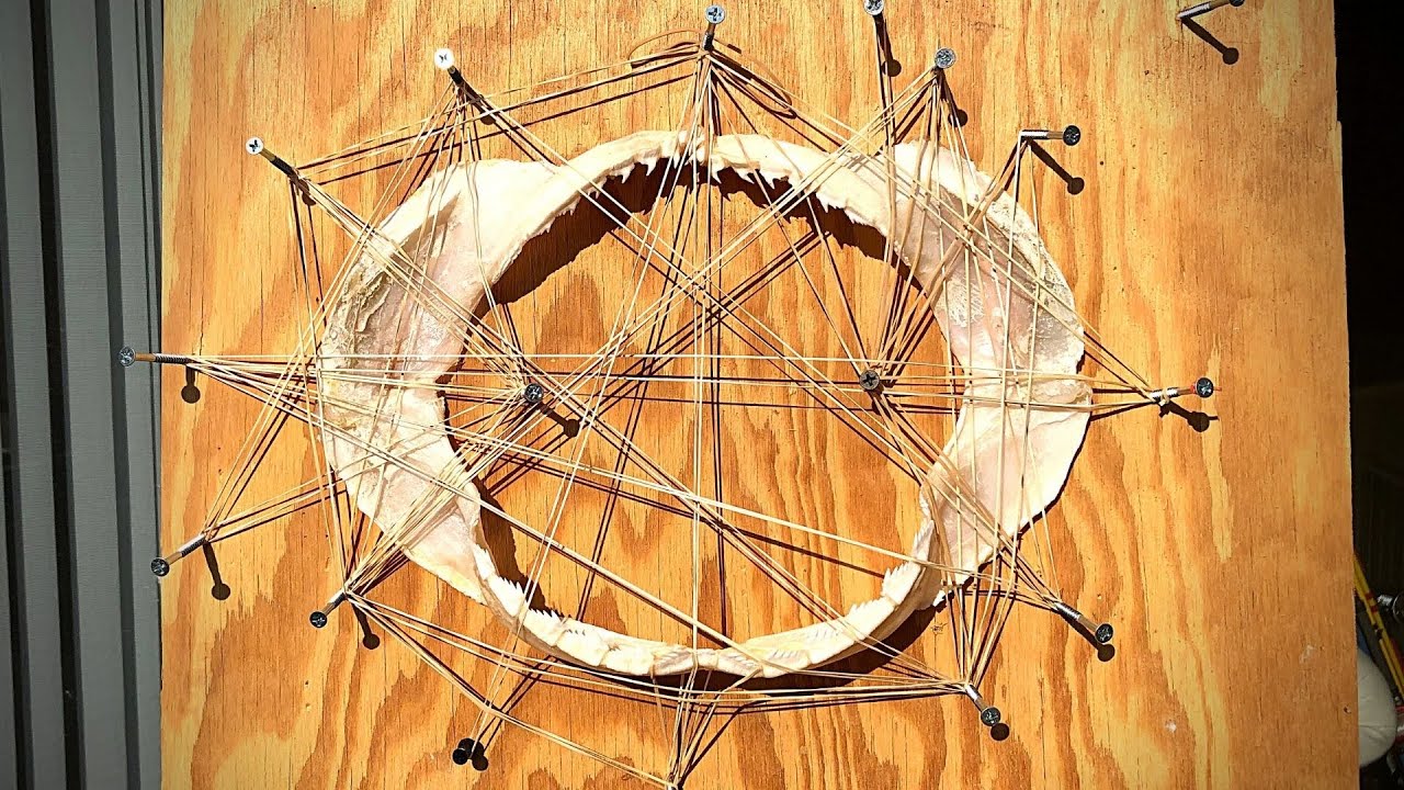 DIY: How To Preserve SHARK JAWS (Tips & Tricks) - YouTube