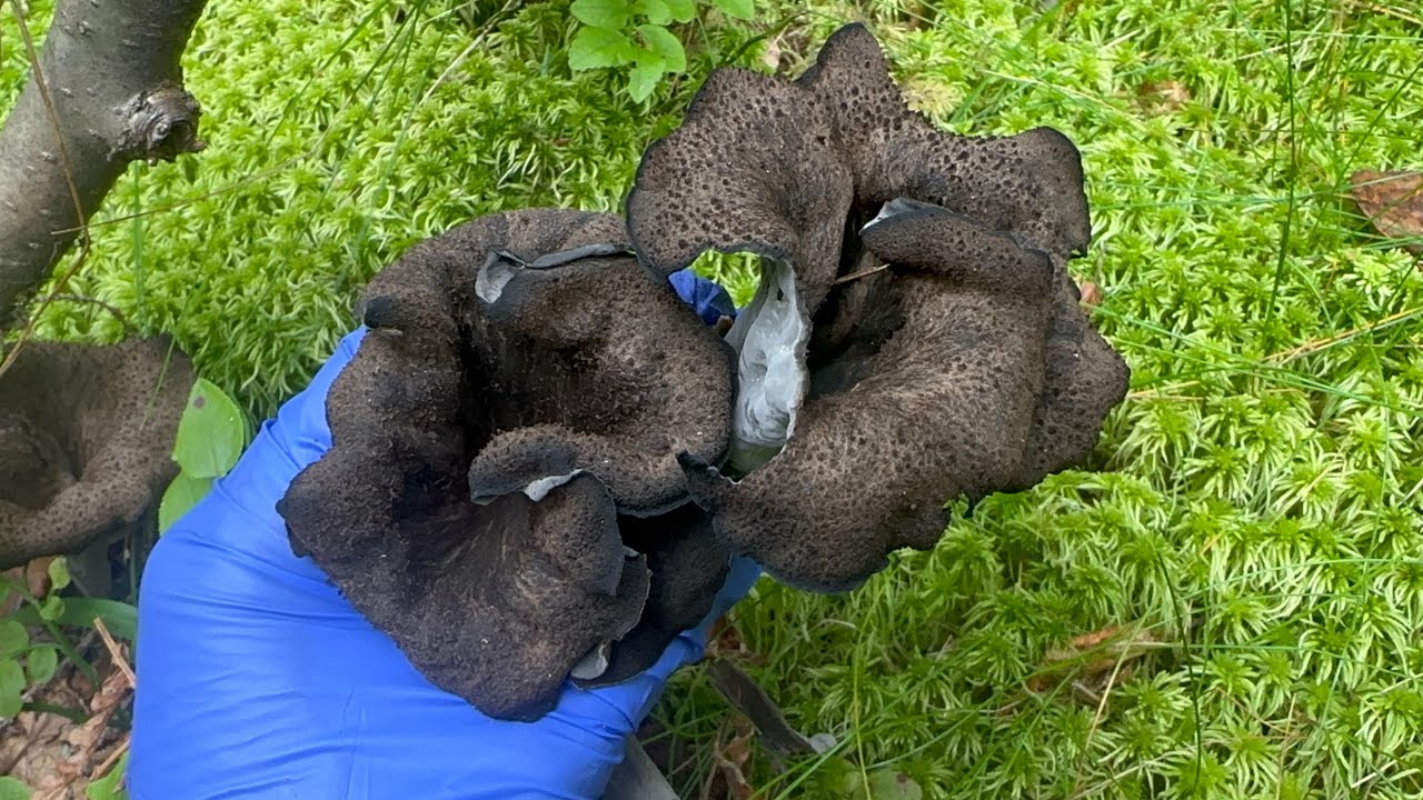 ไฮไลท์2024 เห็ดแตรดำ (Craterellus cornucopioides) Svart trumpetsvamp🇸🇪 ...