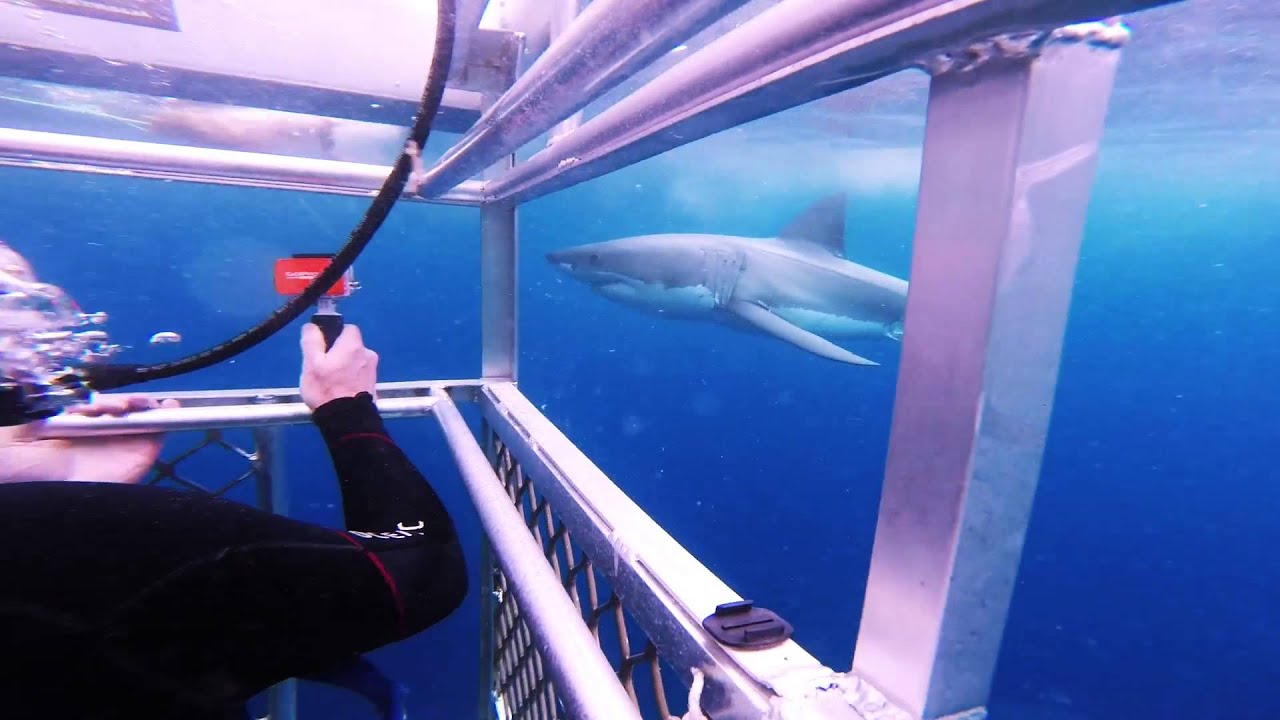 Shark Diving - Port Lincoln - YouTube