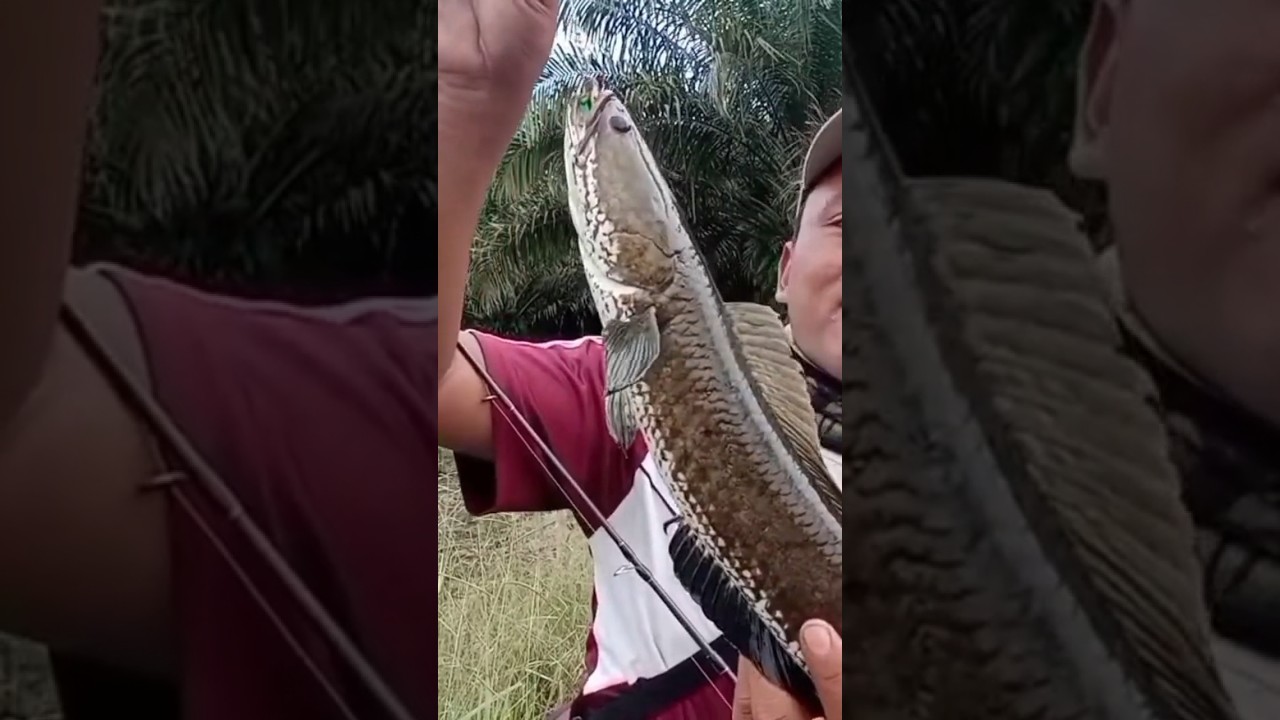 Casting Gabus. Umpan Jatuh Tepat Di Mulutnya - YouTube