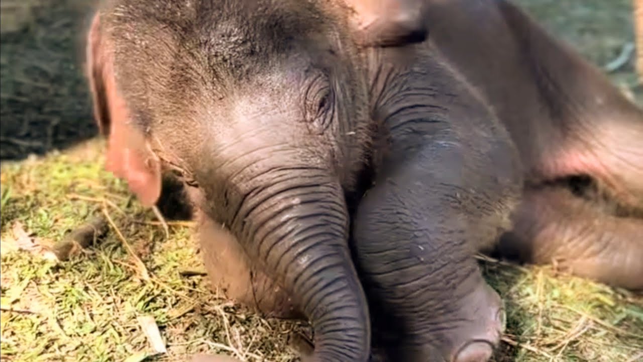 Mom, I'm So Sleepy! Watch An Adorable Baby Elephant Falling Asleep ...