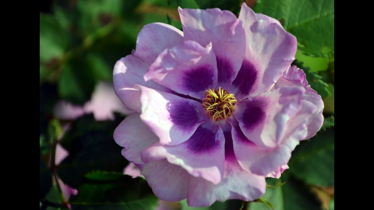 21MAR21 Julie Ashman on How to Prepare Photos - YouTube