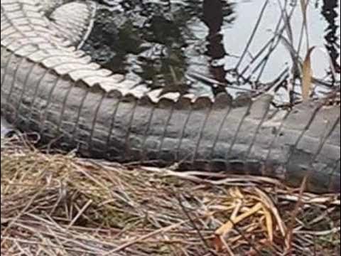 Okefenokee Swamp Gator Gazing - YouTube