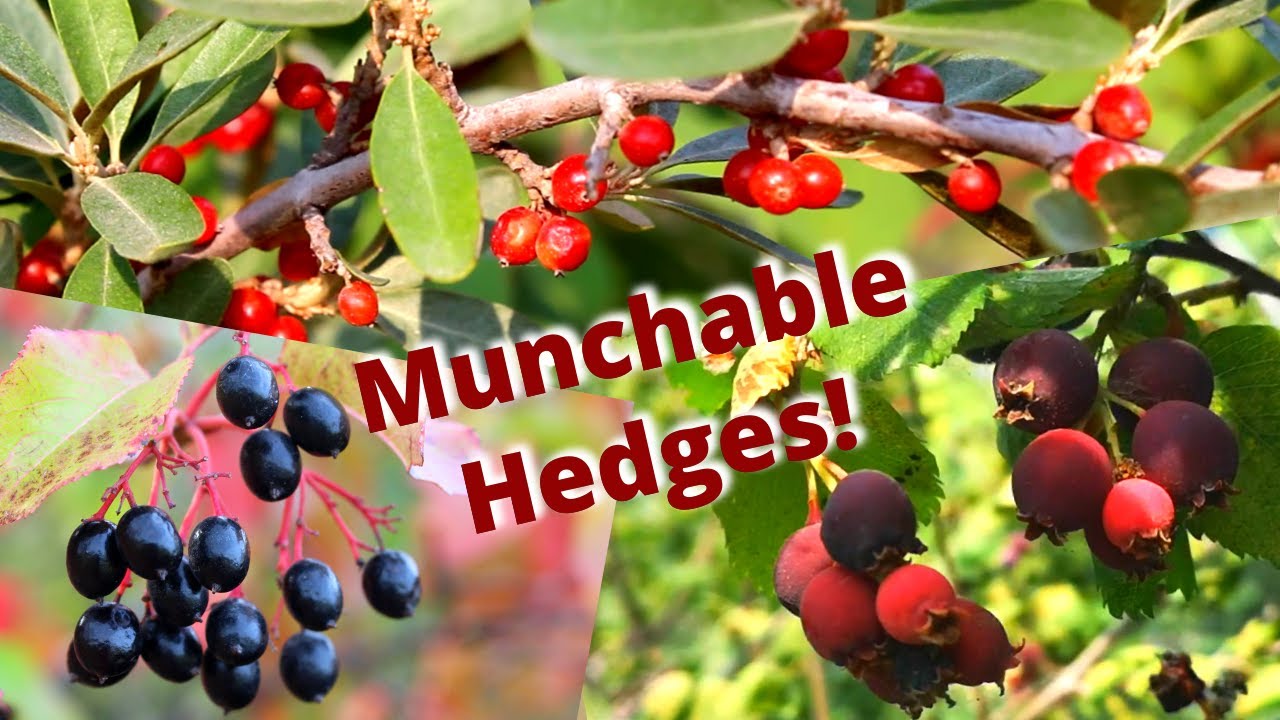 Edible Canadian Shrubberies - YouTube