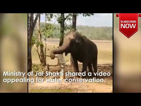 ELEPHANT WHATSAPP STATUS VIDEO||