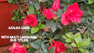 AZalea flowerinf Plant, Care and propagation | Azalea Care Guide for Beginners
