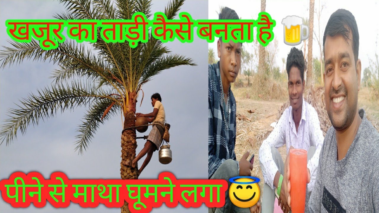 🌴🍺झारखंड बिहार का फेमस खजूर का ताड़ी🥂🌴|🍺Famous date palm toddy of ...