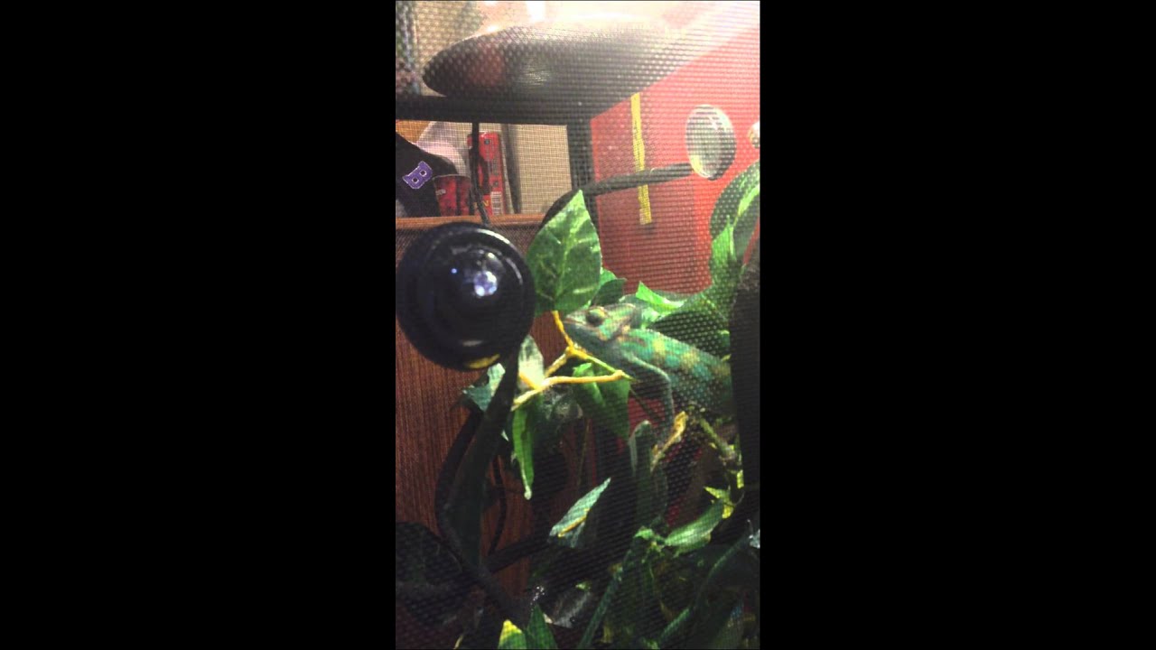 Veiled chameleon drinking from zoomed dripper. - YouTube
