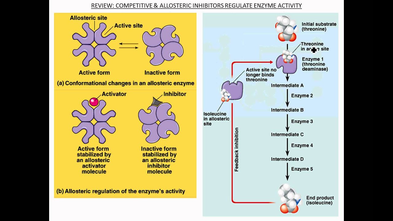 Regulation of Gene Expression Intro - YouTube