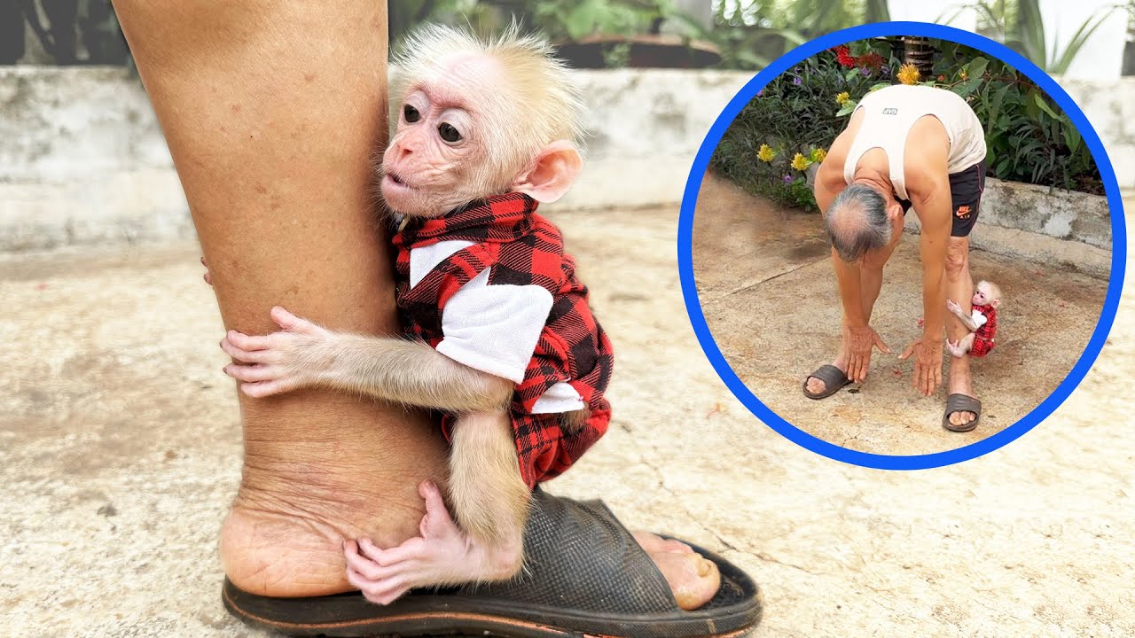 Surprise! What will Monkey Kyo do when her grandfather exercises in the morning? - YouTube