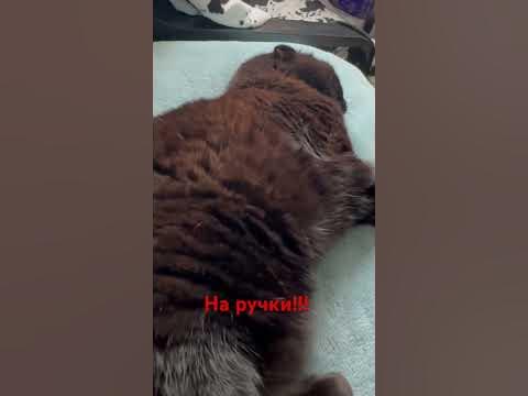 Котики и кошки!! На ручки!! - YouTube