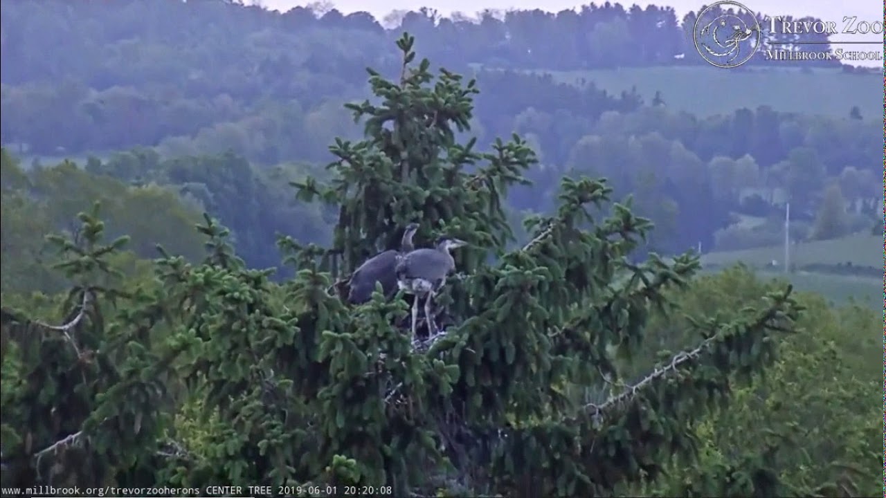 TZ Video 2019 06 01 201900 KID MAKES 1ST JUMP - YouTube