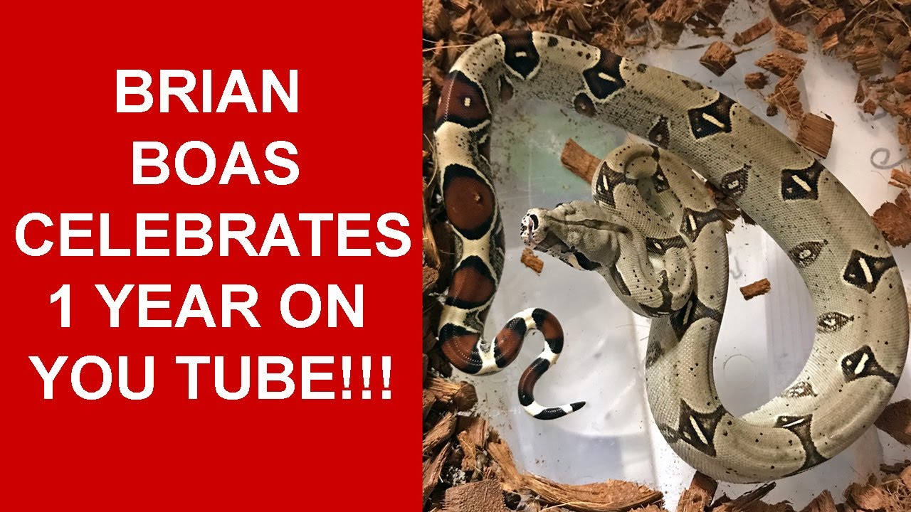 Brian Boas Celebrates 1 Year Anniversary! 2020 in Review - YouTube
