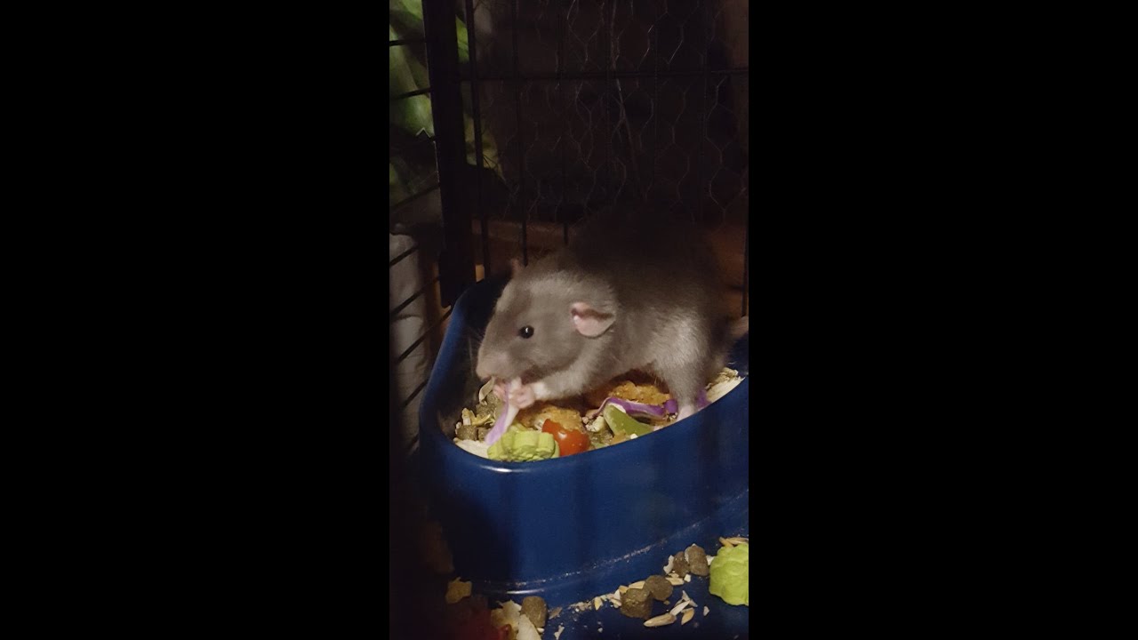 saying hello to some of my rats - YouTube