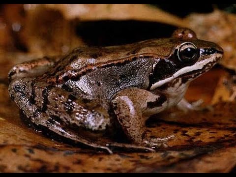 10 Inventors In The Animal World - YouTube