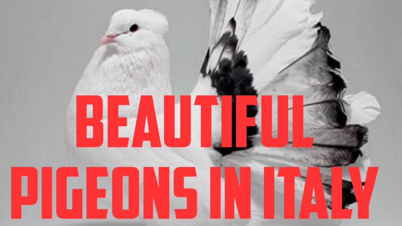 wow!Beautiful Pigeons in Italy - YouTube