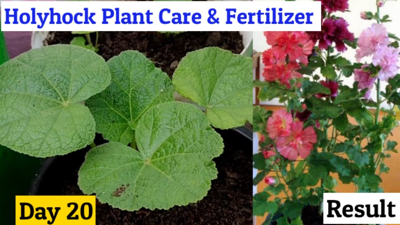 Hollyhock Flower Plants Care & Fertilizers | TIPS To Grow Hollyhocks Plant In Pot for beginner ...