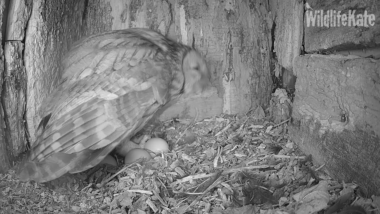Tawny eating mouse 9th March - YouTube