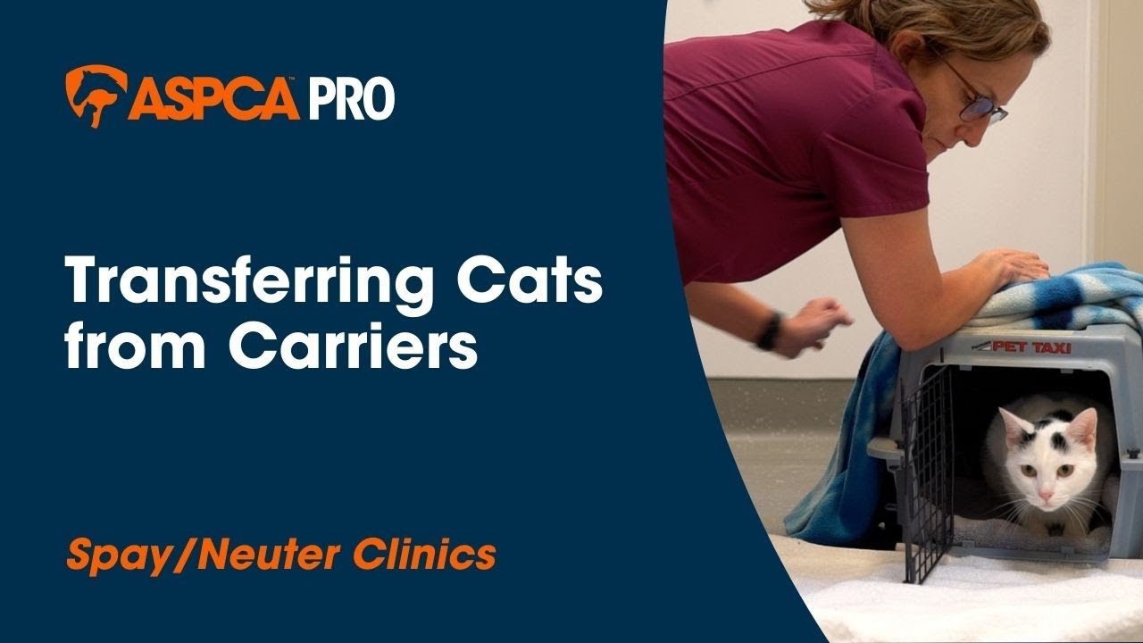 Spay/Neuter Patient Intake: Transferring Cats from Carriers - YouTube
