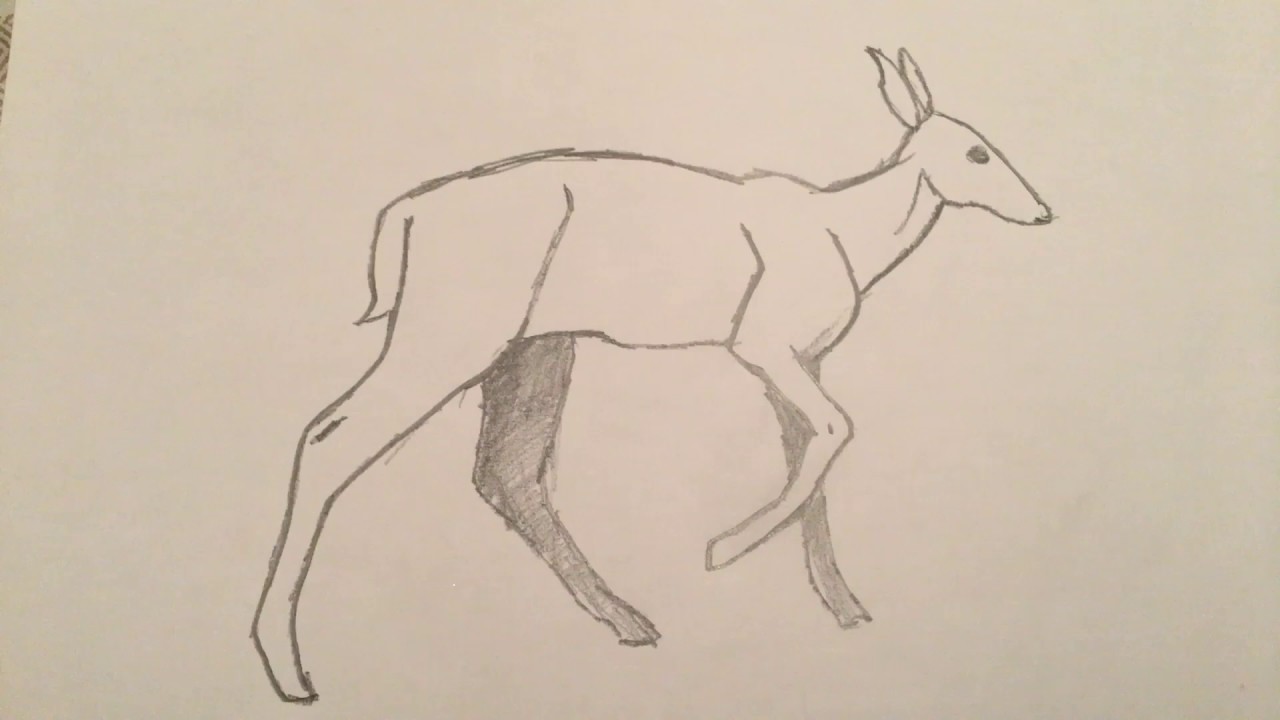 5 animal animation loop - YouTube