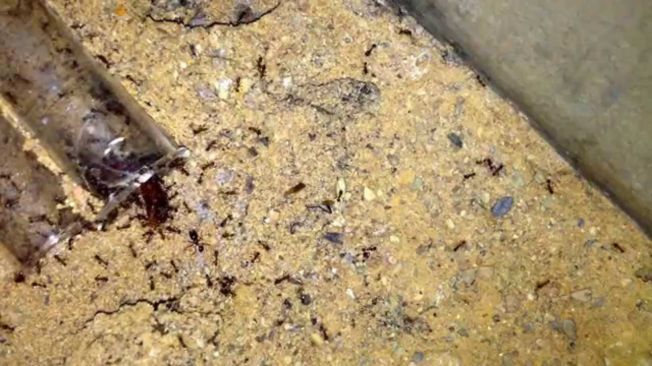 Carebara diversa ( Pheidologeton diversus) vs cockroach part 6 - YouTube