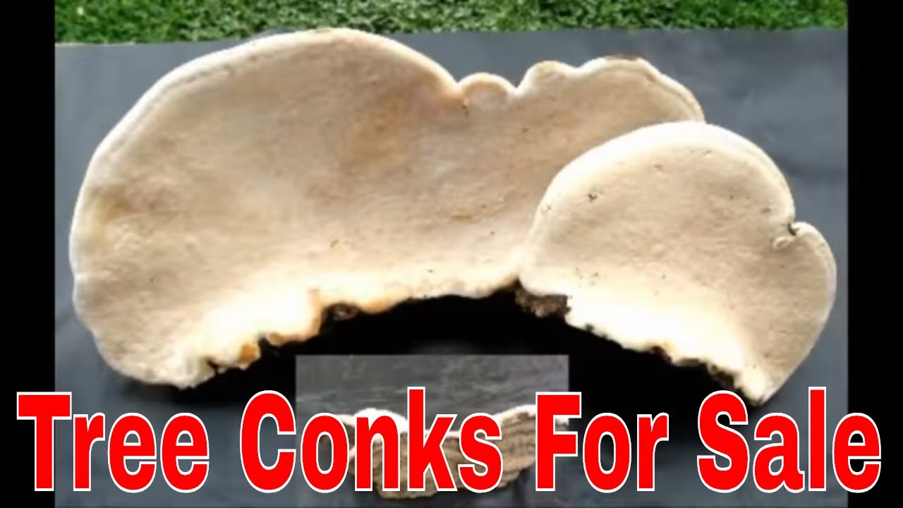Tree conks for sale - YouTube