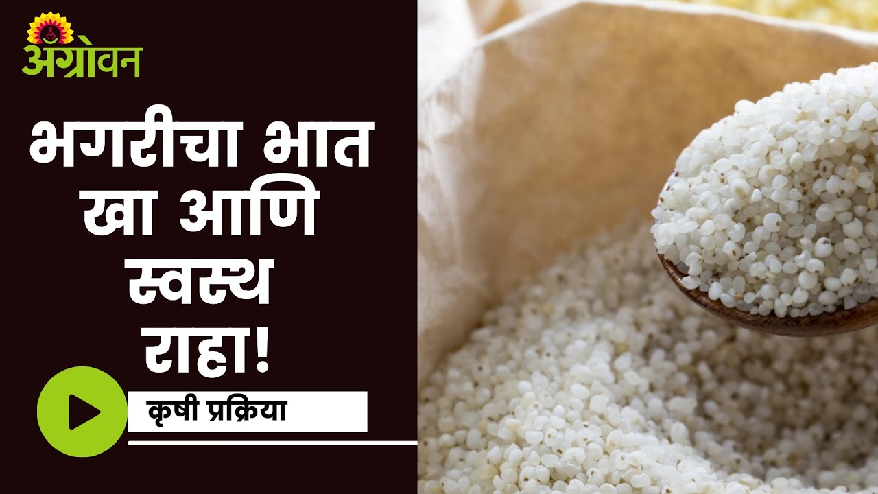 Bhagar Importance: फक्त उपवासापुरतेच भगरीचे महत्व नाही|Agrowon - YouTube