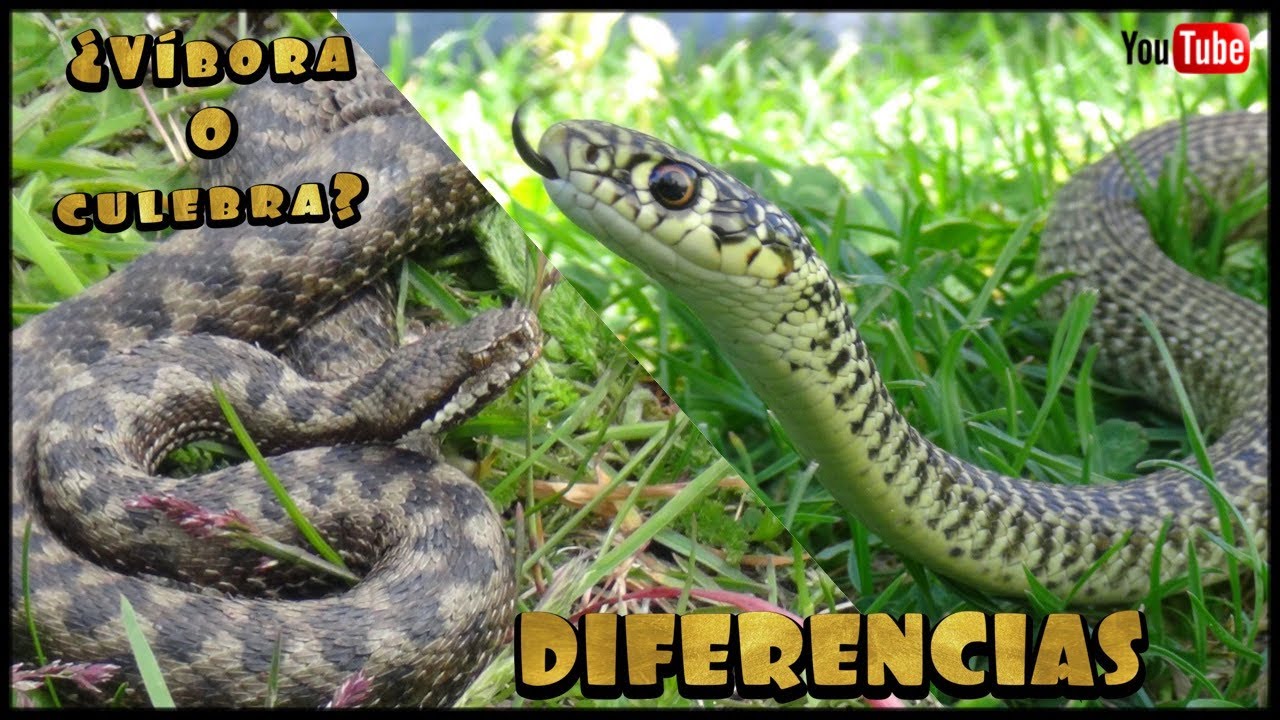 Aprende a diferenciar una víbora de una culebra con este video (España ...