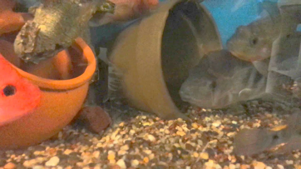 Grudge Match Unlimited - Orange vs Barred Midas cichlids - YouTube