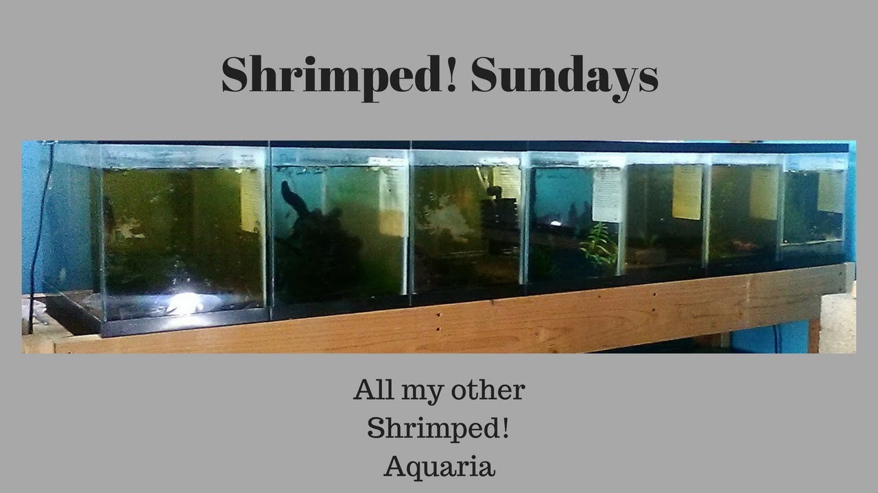 Shrimped! Sundays (Jun 18) - The rest of my Shrimped! Colonies and next ...