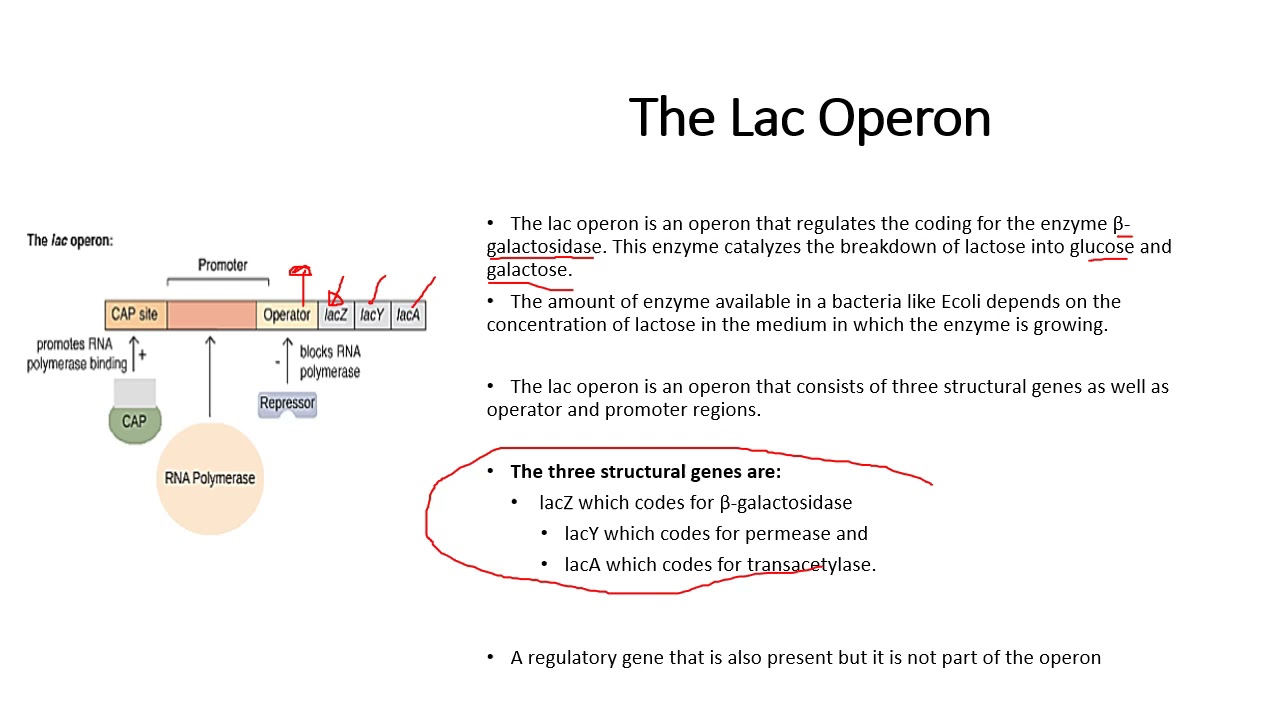 Chapter 16.6 Gene Control (The Lac Operon & Control in Eukaryotes ...