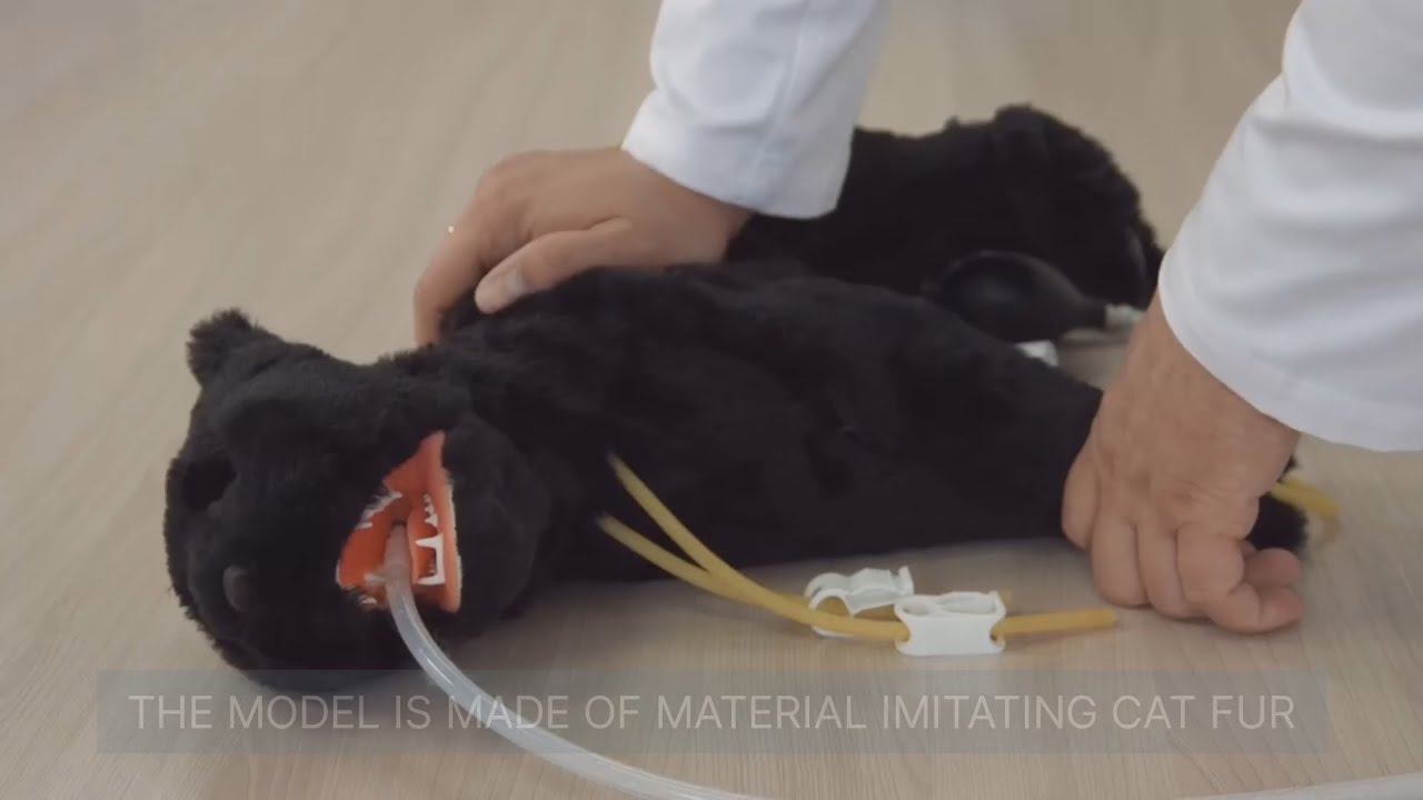 B1030 - Simulator for practicing CPR skills in cats - YouTube