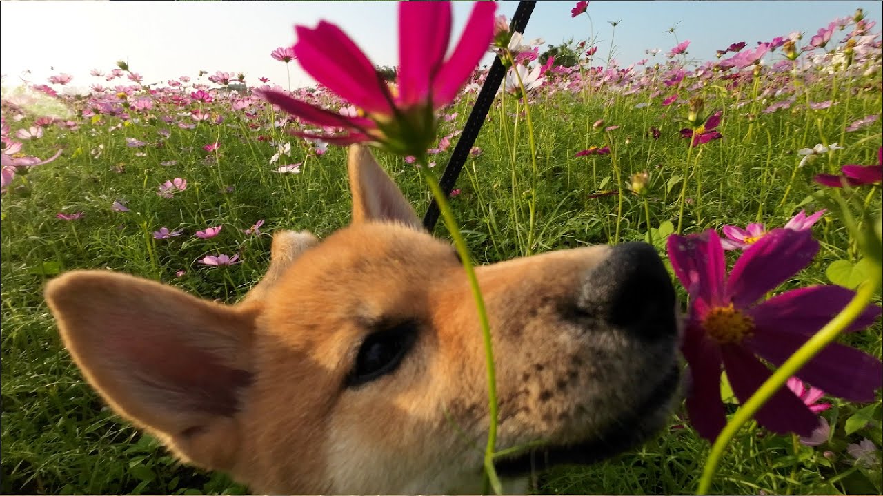 Shiba Inu Puppy jumping in a flower field - YouTube