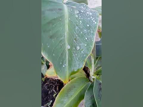 Банан 🍌🍌🍌 Київський карлик, багато діток, кому цікаво- продамо!!! - YouTube