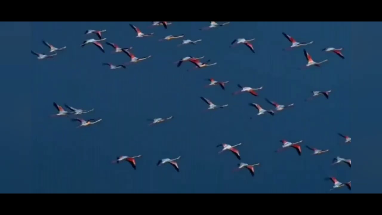 yulunga dead can dance - YouTube