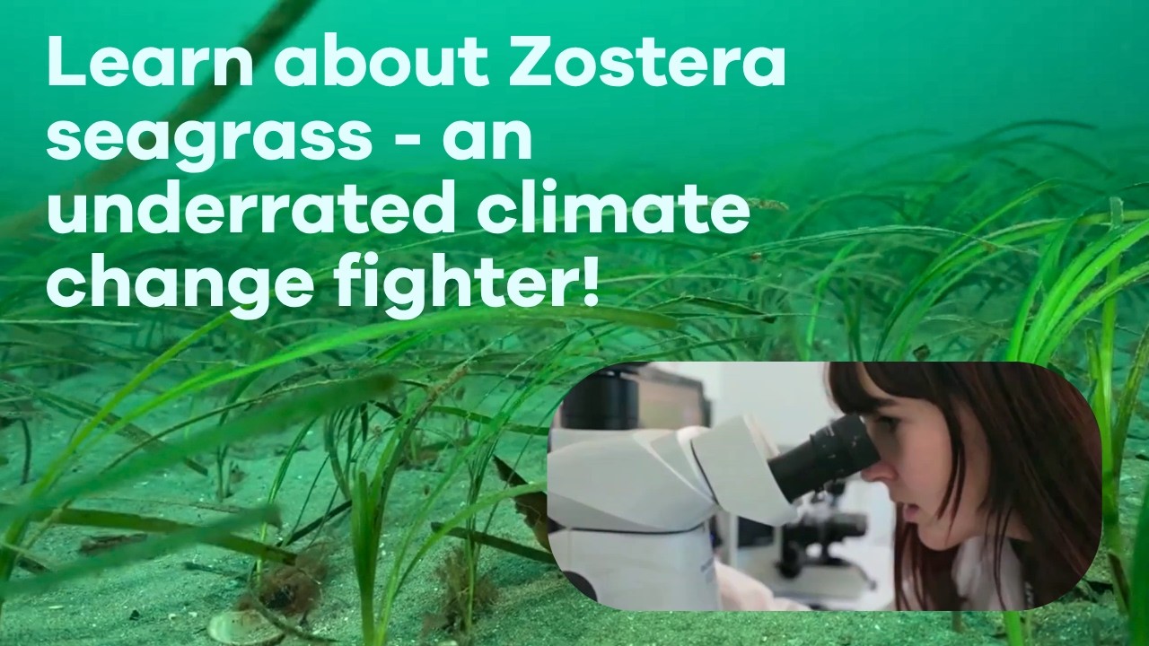 Zostera Seagrass – Dr Richard Unsworth, Project Seagrass – Blue Carbon ...