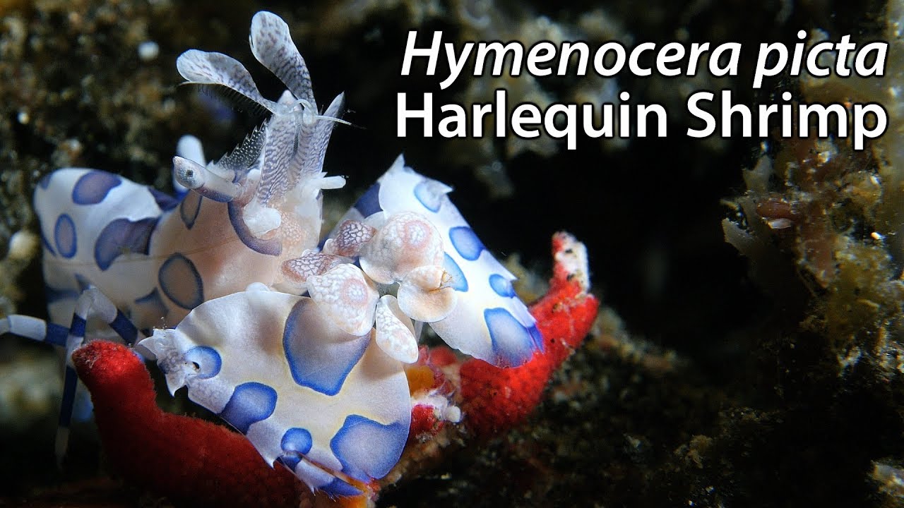 Harlequin Shrimp (Hymenocera picta) Stock Footage - 4k UHD 3840x2160 ...