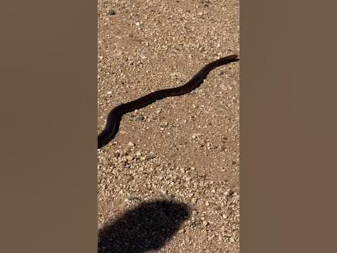 How fast can a venomous snake move? - YouTube