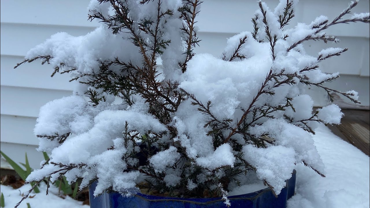 NASHVILLE SNOW! Jan 10, 2025 - YouTube