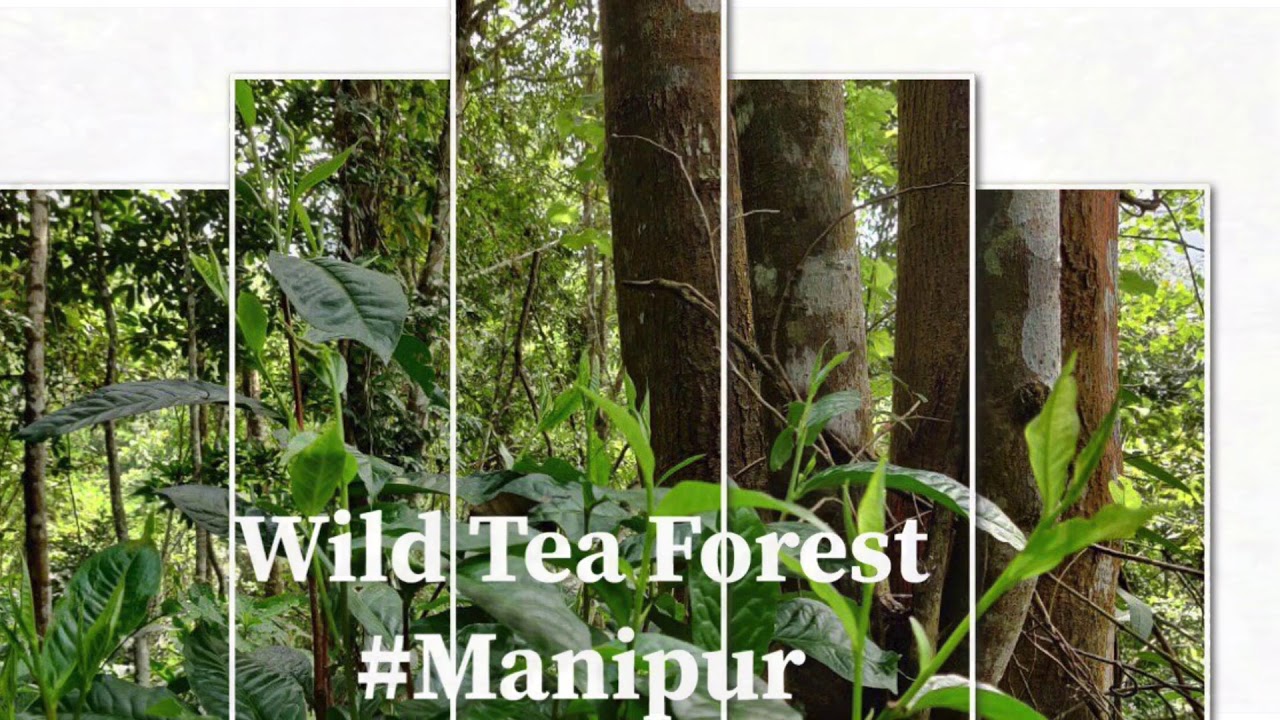 Wild Tea by Forest Pick - YouTube