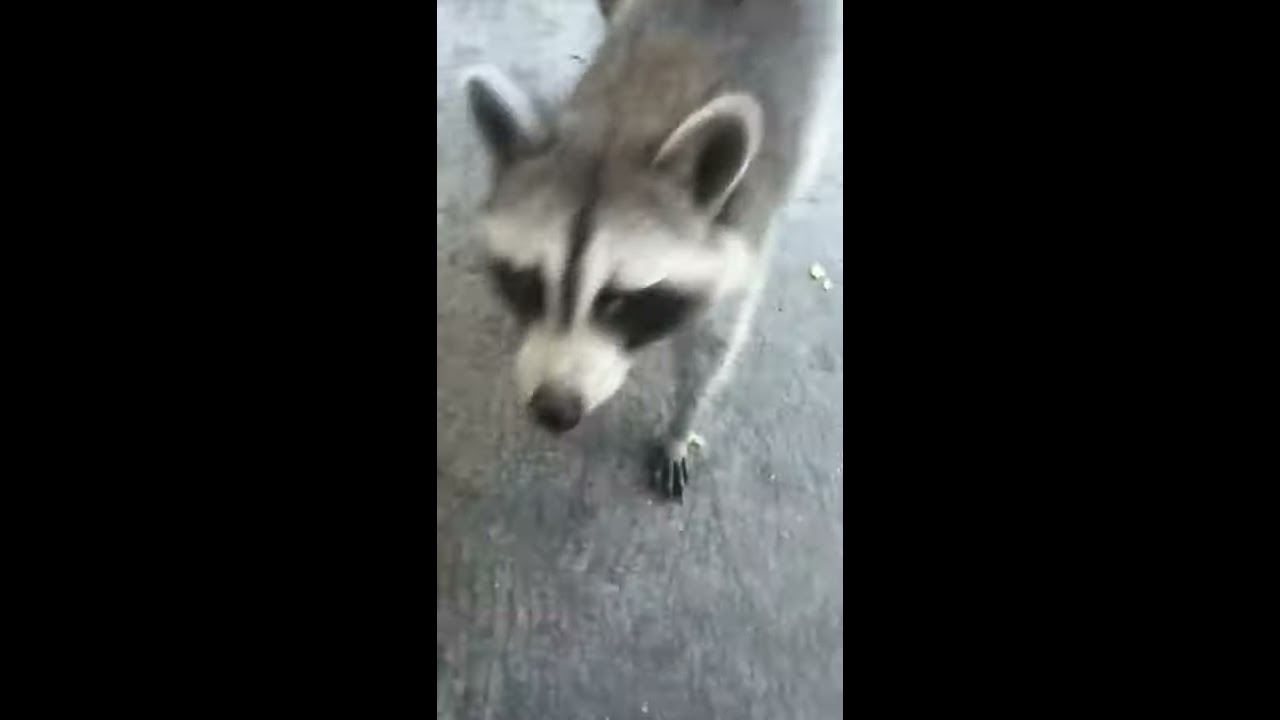 Raccoon bite - YouTube
