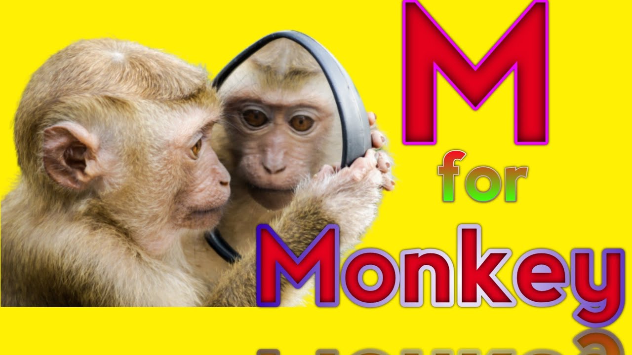 ABC||ABCD||M for Monkey||Kids Chanda mama Tv - YouTube
