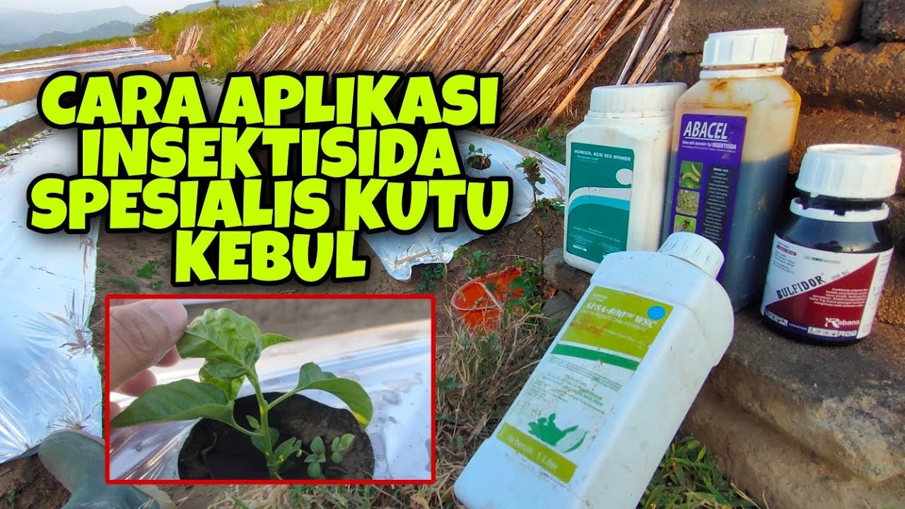 CARA MENGATASI HAMA KUTU KEBUL DI AWAL FASE PENANAMAN CABAI || DENGAN ...